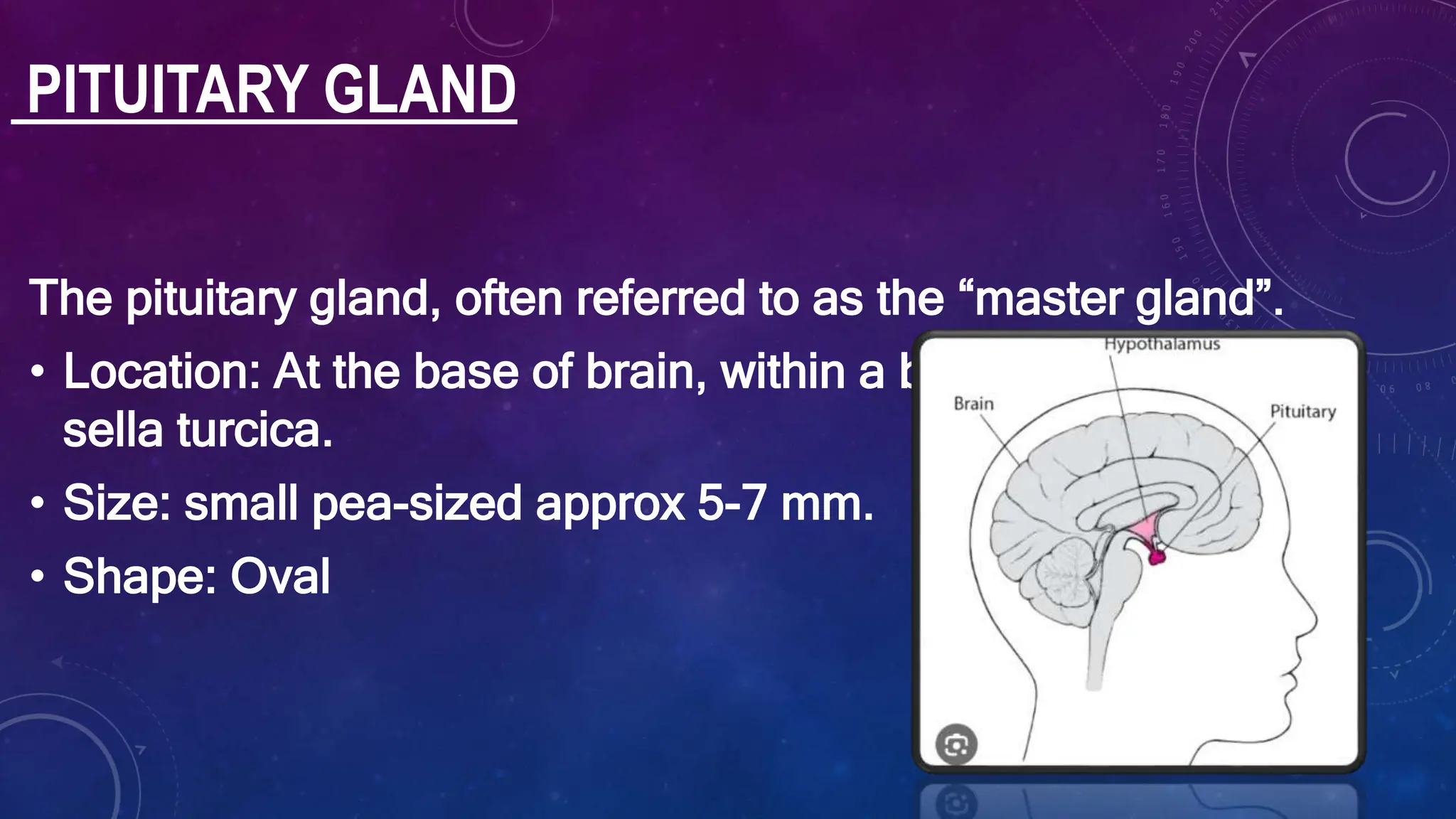 Pituitary Gland | PPTX