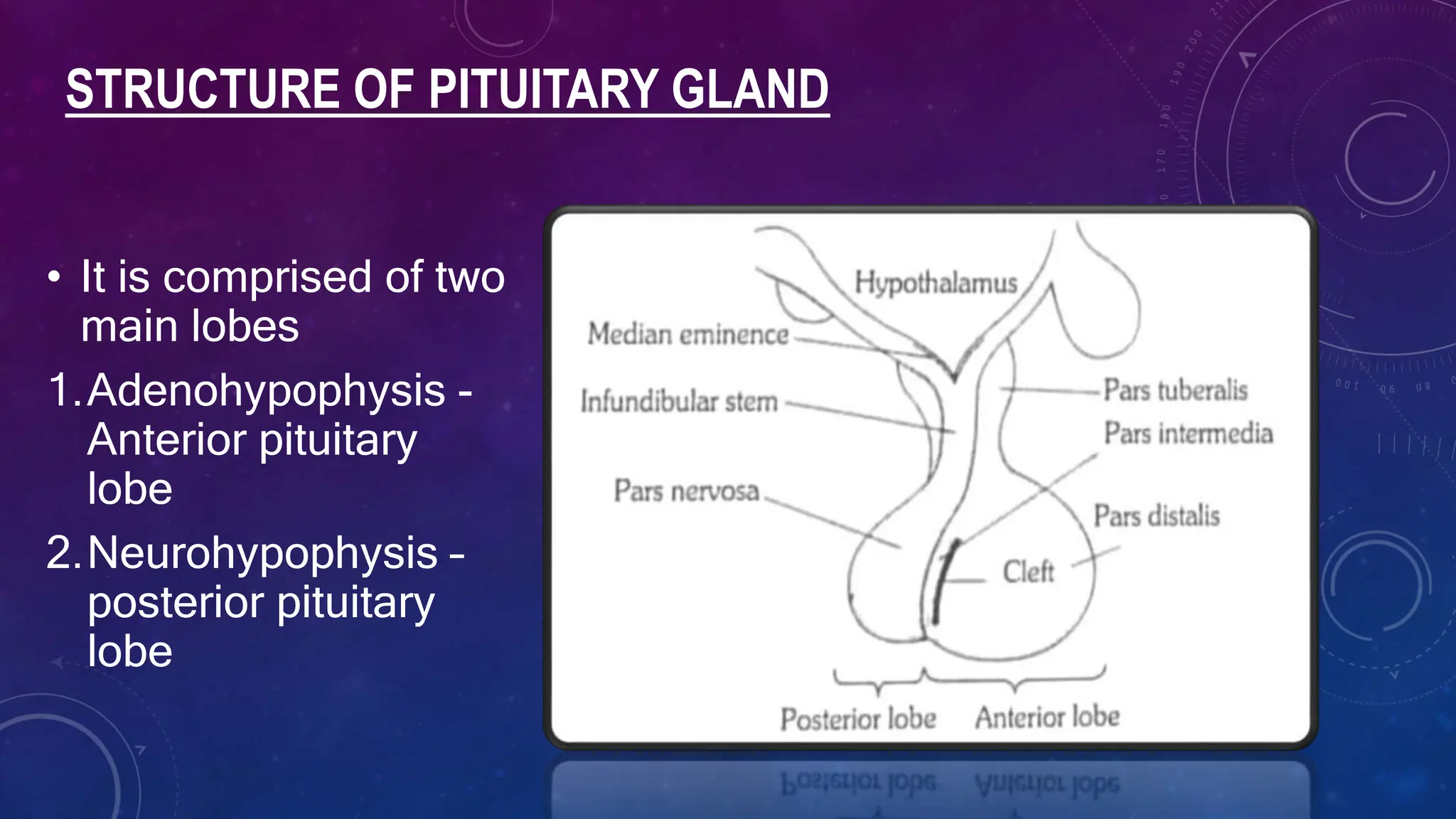 Pituitary Gland | PPTX