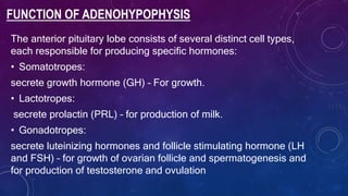 Pituitary Gland | PPTX