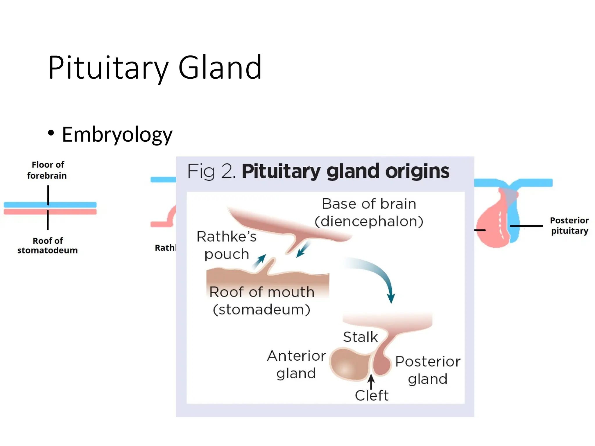 PITUITARY GLAND disorders basics- nursing students.pptx