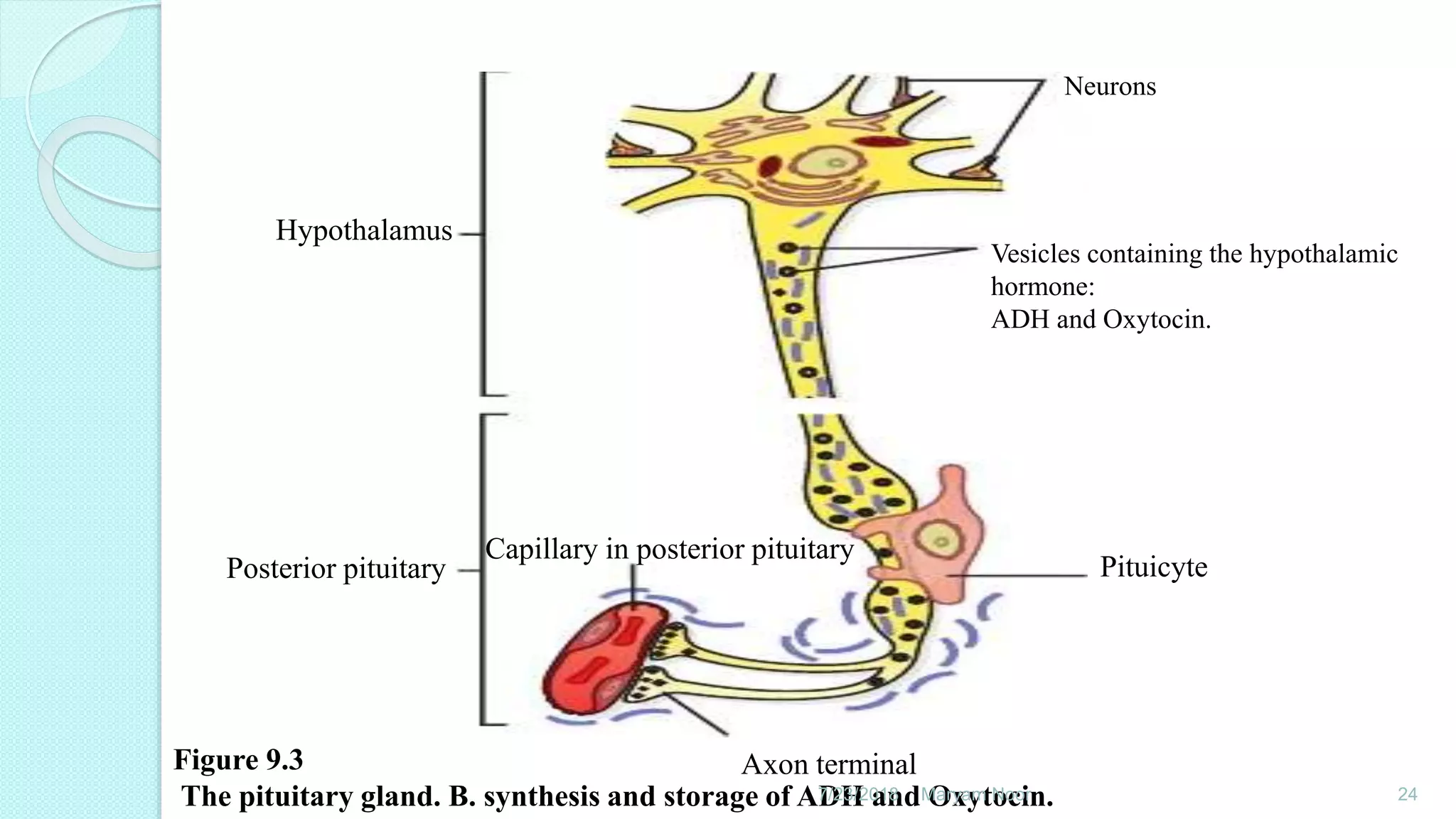 Pituitary gland (1) | PPTX