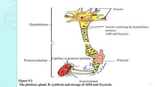 Pituitary gland (1) | PPTX