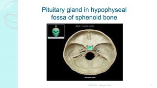 Pituitary gland (1) | PPTX