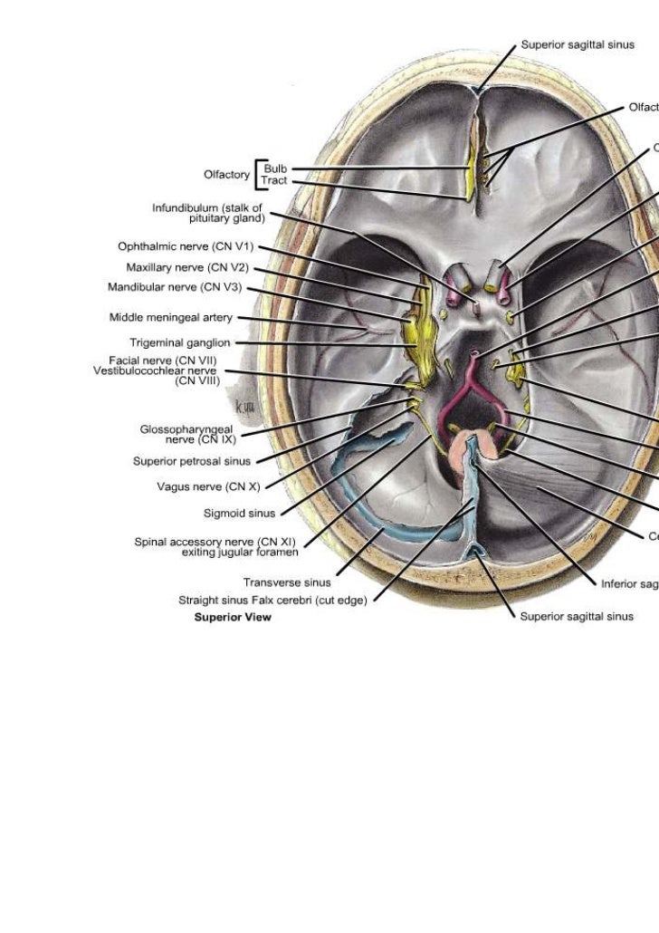 Pituitary gland anatomy