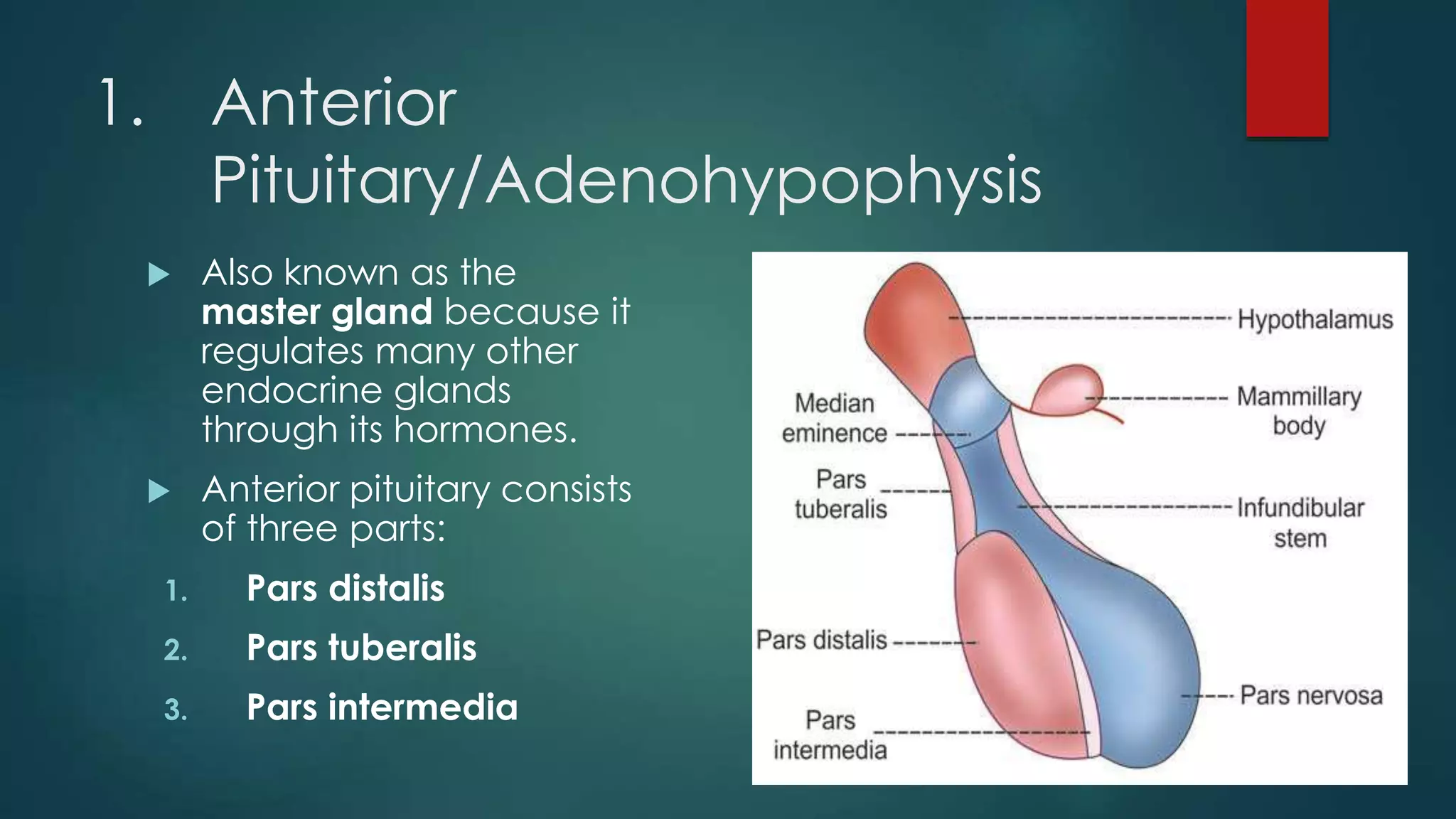 Pituitary gland (anatomy) | PPTX