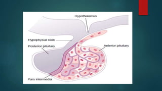 Hypothalamus And Pituitary Gland Slide