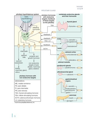 Pituitary Gland, its Hormones and Functions | PDF