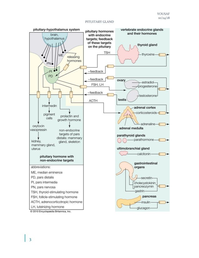 Pituitary Gland, its Hormones and Functions | PDF