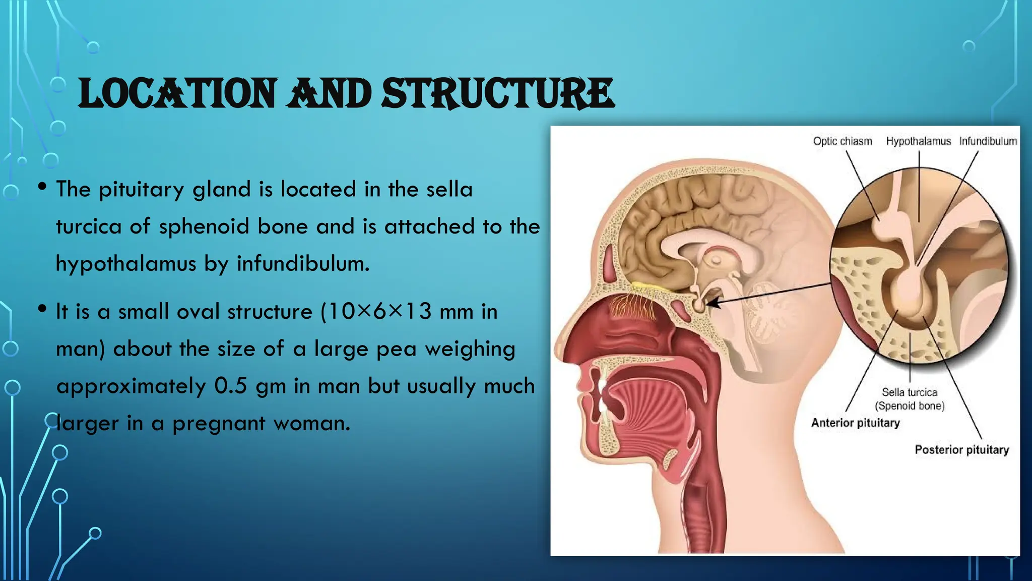 Pituitary gland by Tarus hi Agarwal.pptx