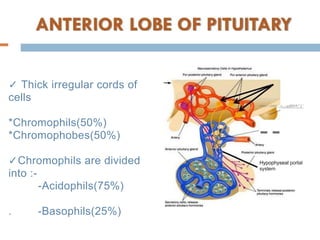 Anatomy of PITUITARY GLAND by ZORO .pptx