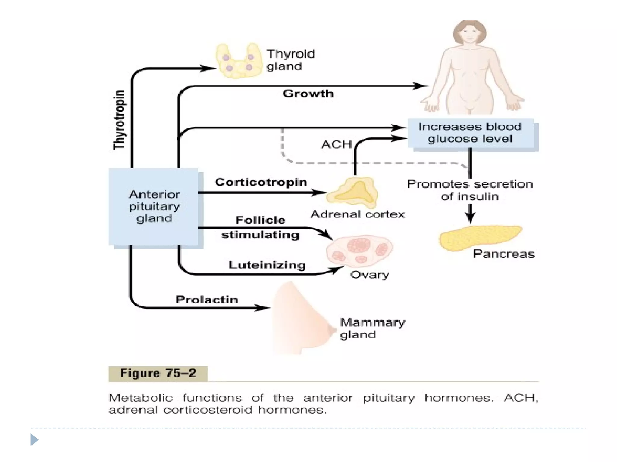 Hormones Released by Pituitary Gland | PPT