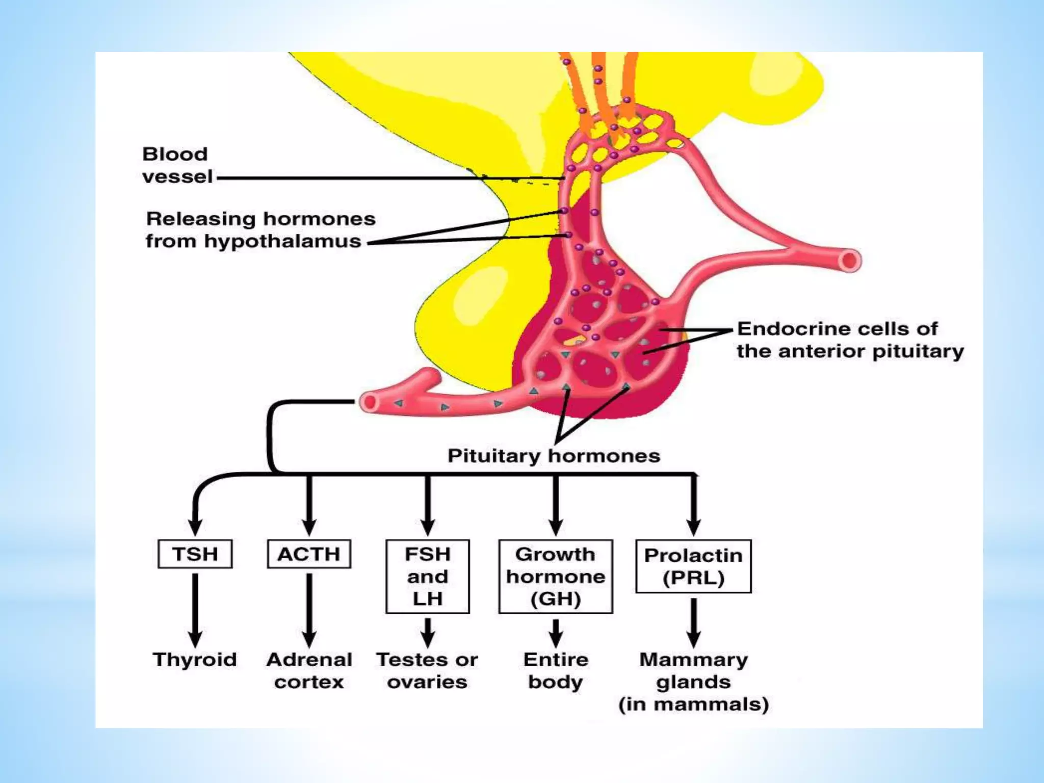 PITUITARY HORMONES.pptx