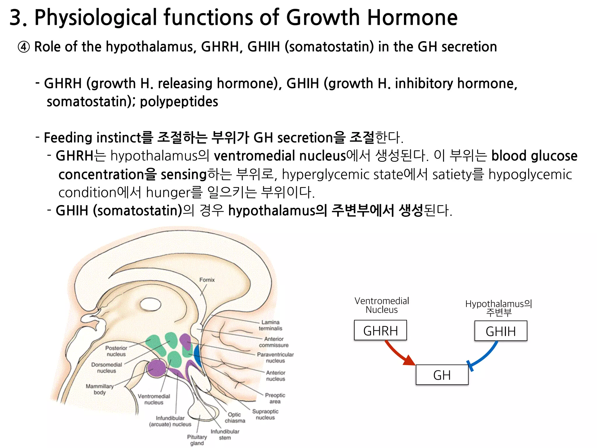 ⑤ 내분비 Pituitary hormones and their control by hypothalamus | PDF