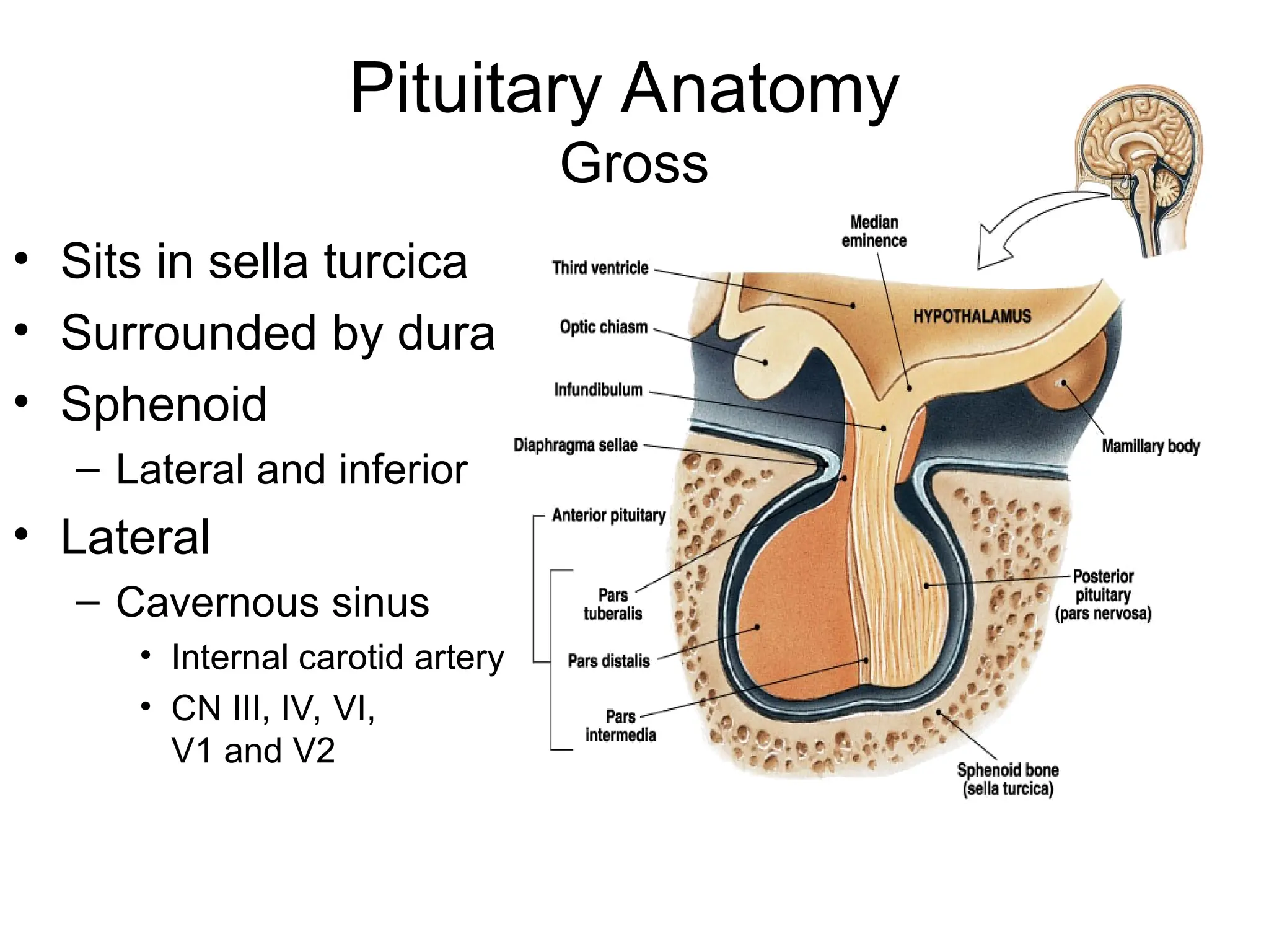 Pituitary gland is master gland of the body and requires ppt to explain ...