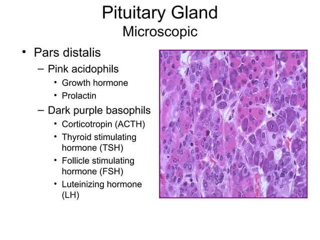 Pituitary gland is master gland of the body and requires ppt to explain ...