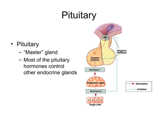 Pituitary gland is master gland of the body and requires ppt to explain ...