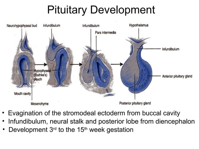 Pituitary gland is master gland of the body and requires ppt to explain ...