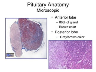 Pituitary gland is master gland of the body and requires ppt to explain ...