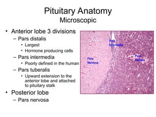 Pituitary gland is master gland of the body and requires ppt to explain ...