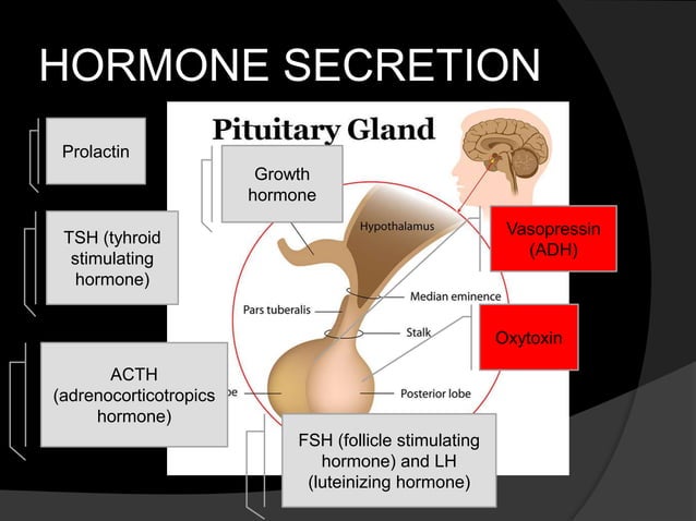 Pituitary secretion | PPT