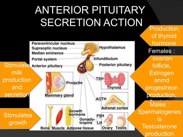 Pituitary secretion | PPT