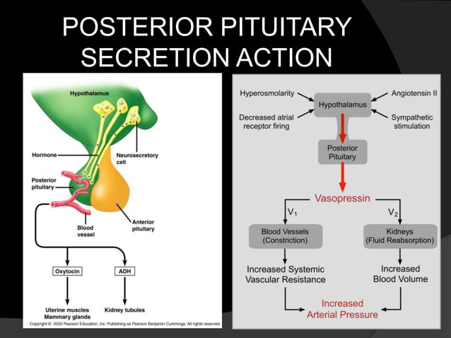 Pituitary secretion | PPT