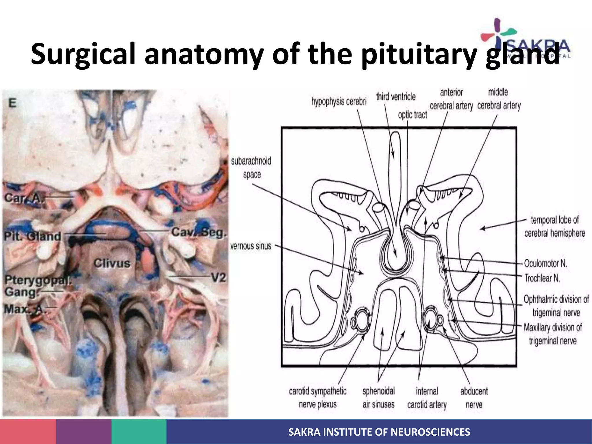 Anatomy of Pituitary | PPTX