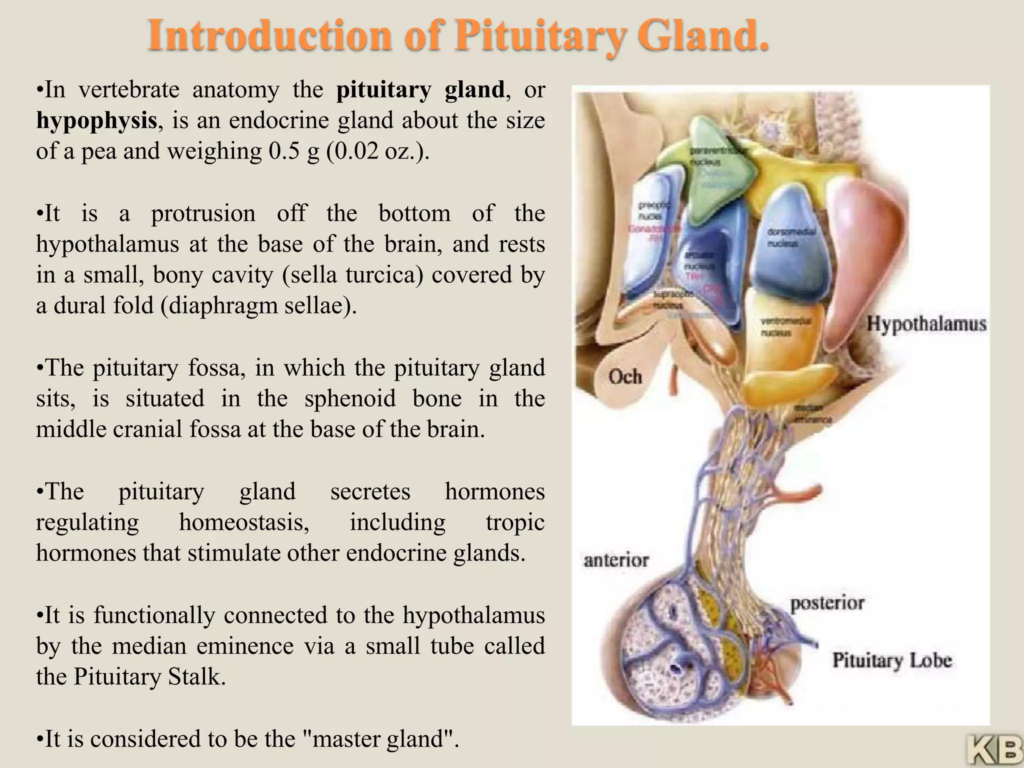 Pitutary glad and its diseases | PPTX | Endocrine and Metabolic ...