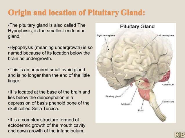 Pitutary glad and its diseases | PPTX | Endocrine and Metabolic ...