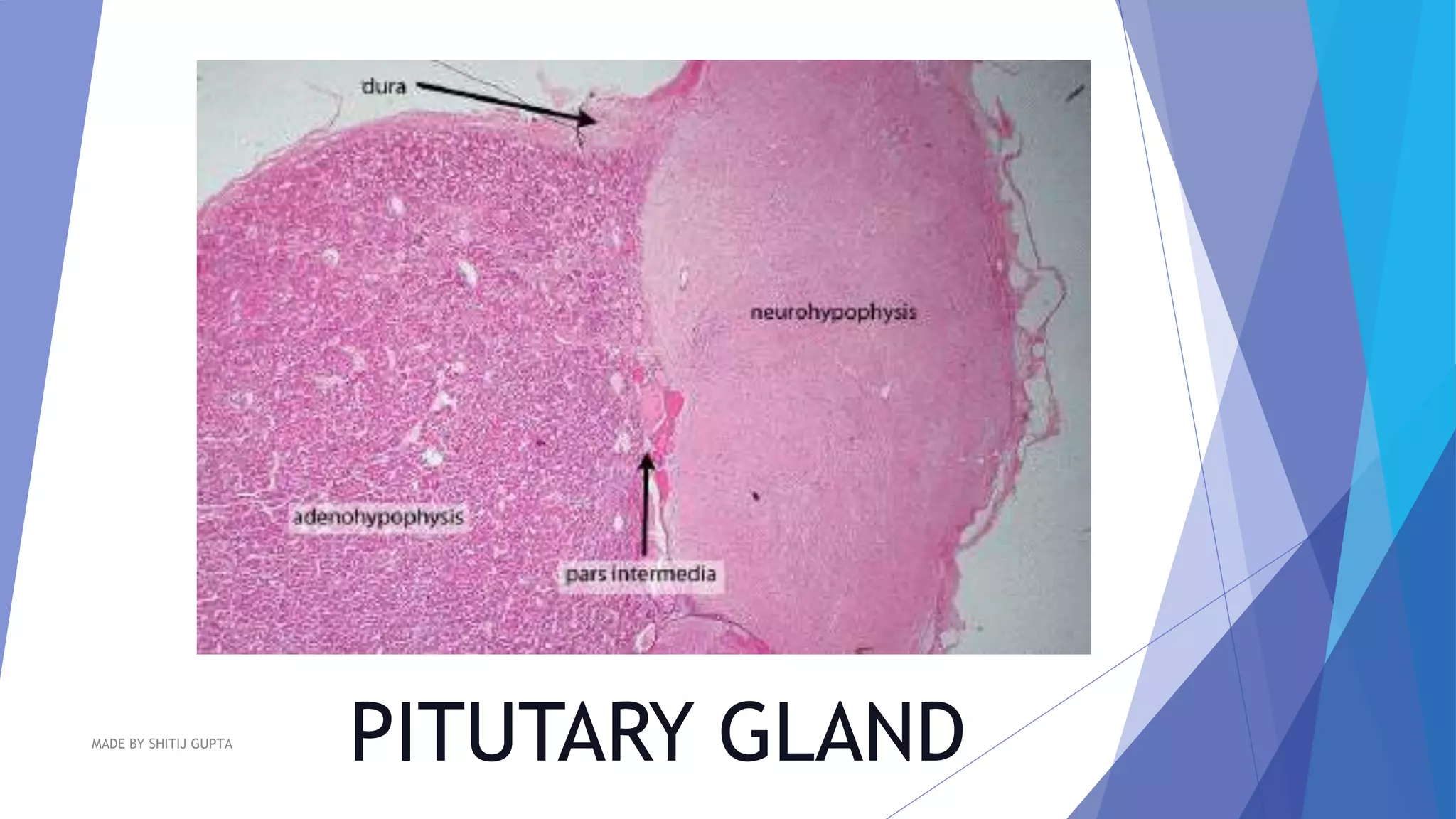 Pitutary gland | PPTX