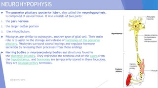 Pitutary gland | PPTX
