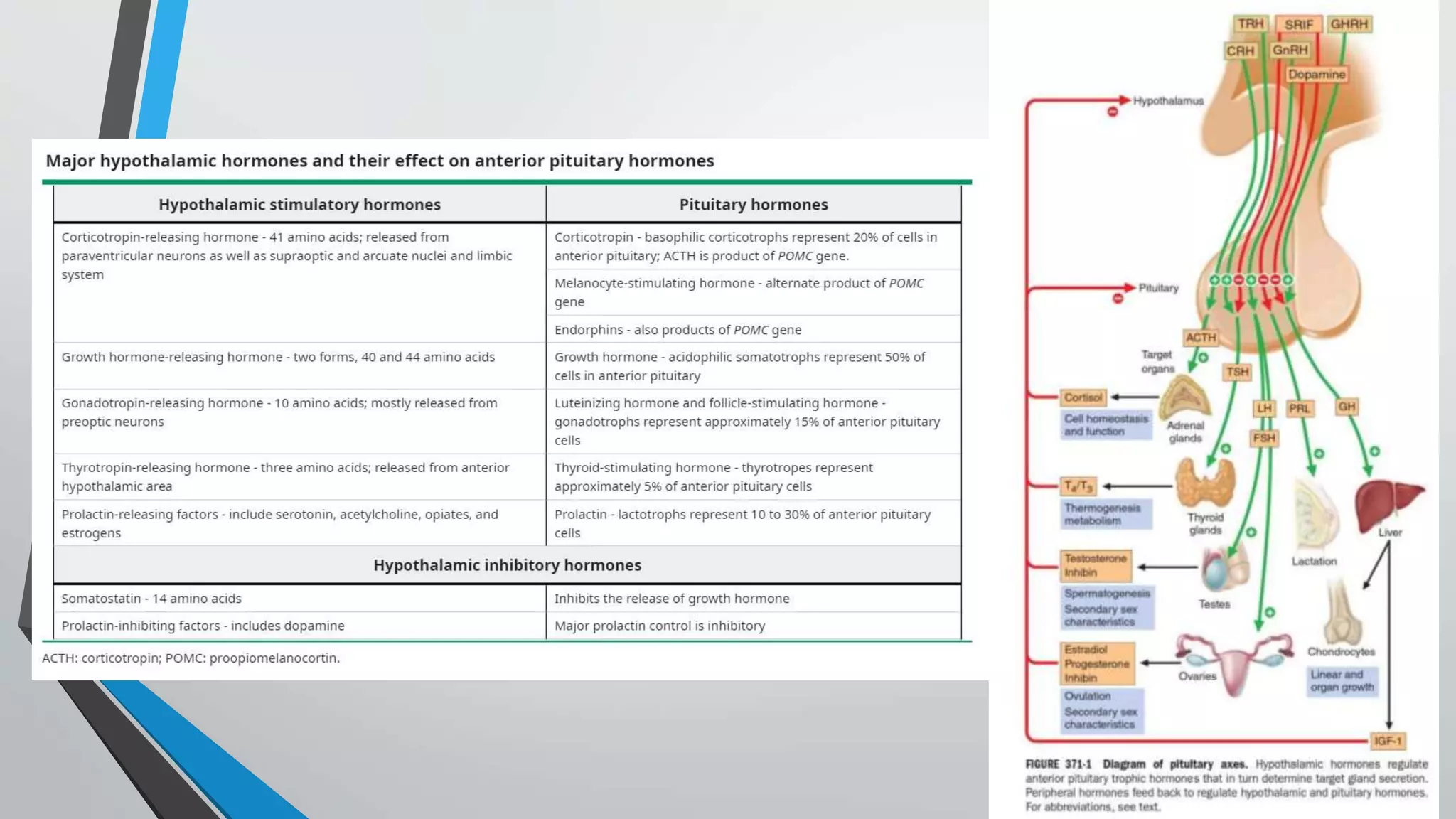 Pitutary gland : A Medical Approach | PPT