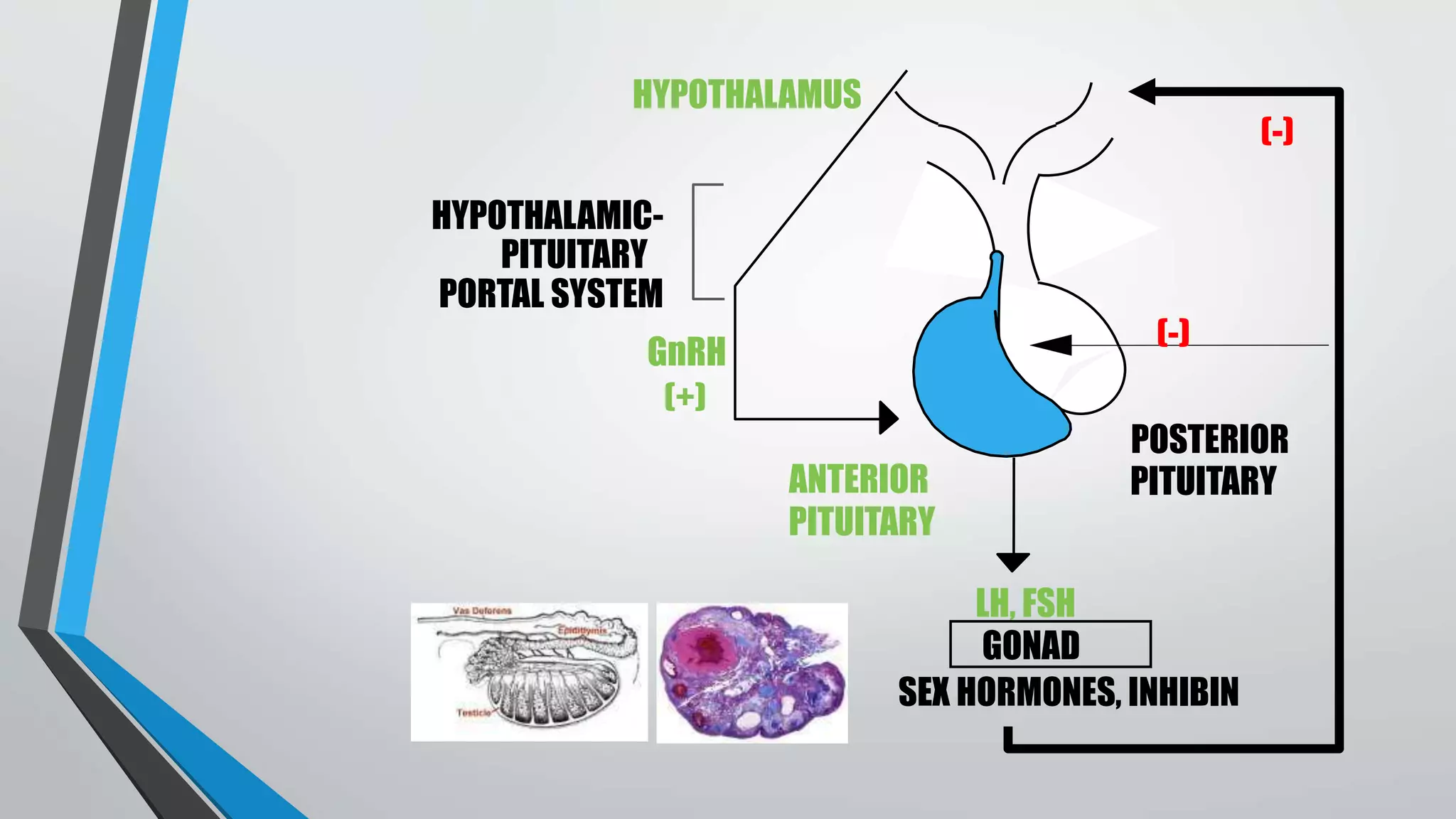 Pitutary gland : A Medical Approach | PPT