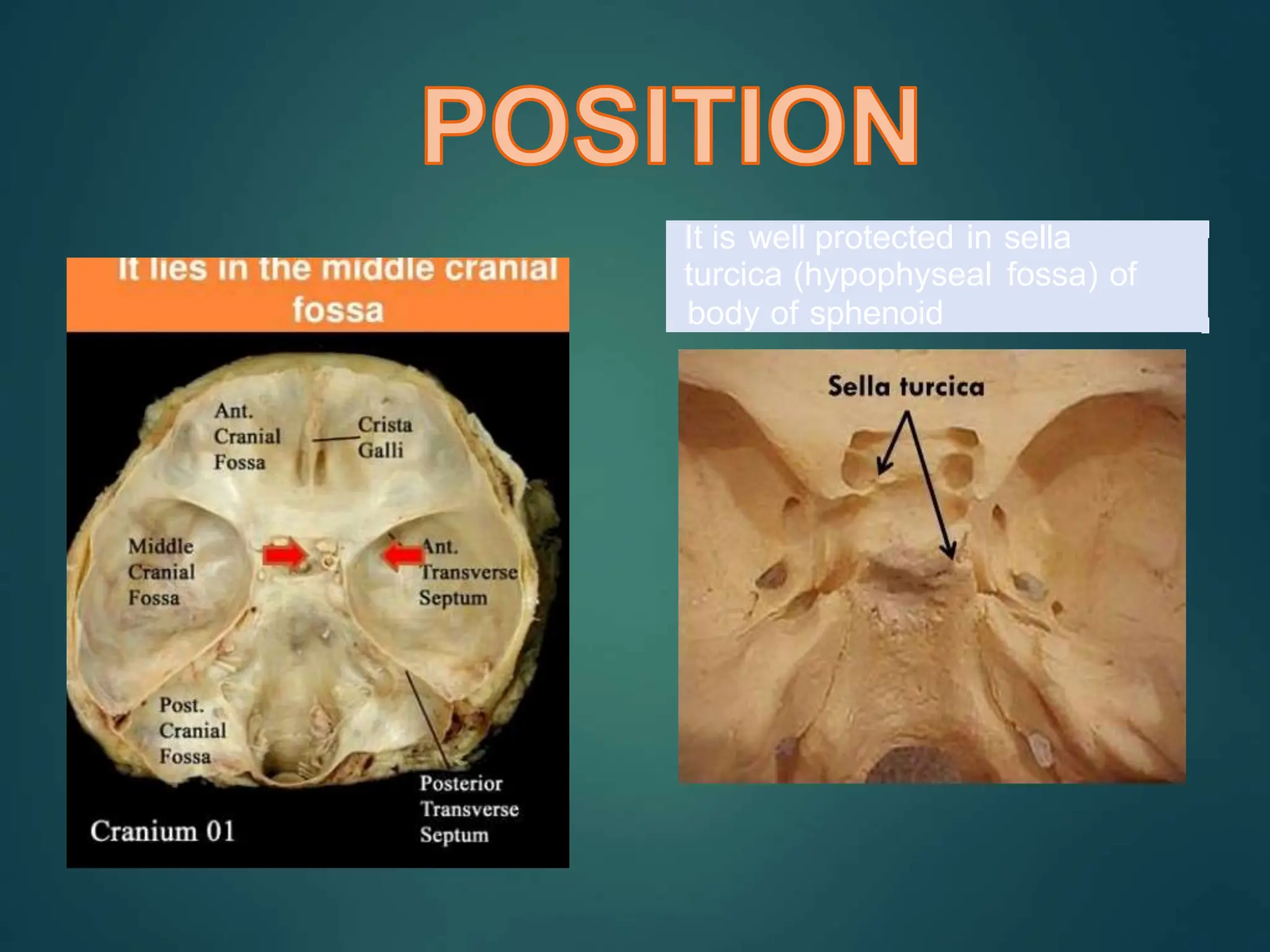 pitutary gland for students usedppt.pptx