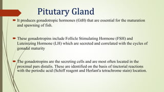 Pitutary Hormones.pptx