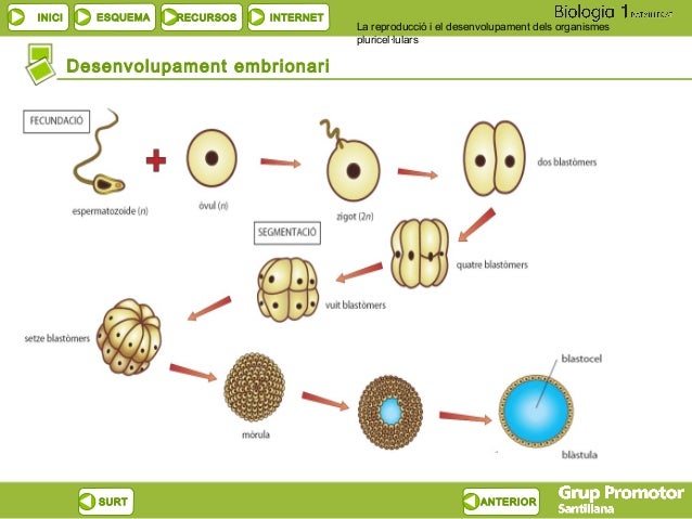 La reproducció i el desenvolupament dels organismes pluricel·lulars