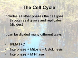 Cell cycle notes | PPT