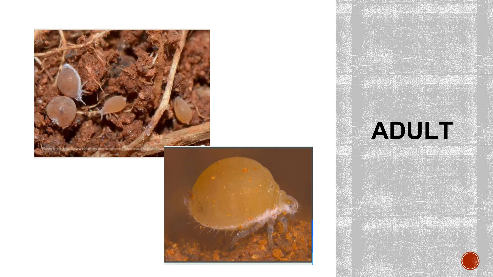 FINGER MILLET ROOT APHID( PEST OF FINGER MILLET) . pptx | PPTX