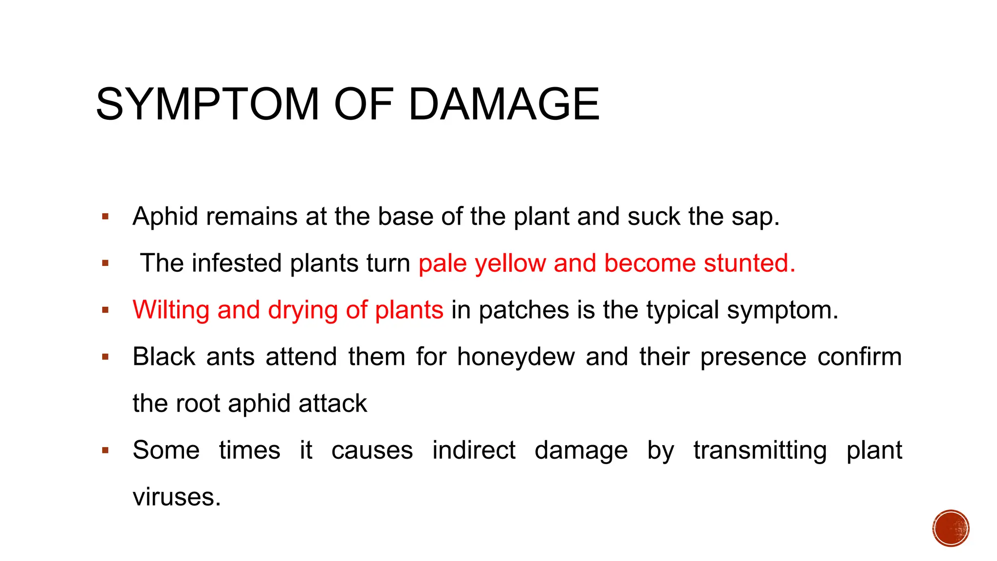 FINGER MILLET ROOT APHID( PEST OF FINGER MILLET) . pptx | PPTX