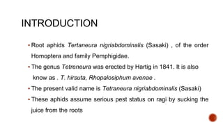 FINGER MILLET ROOT APHID( PEST OF FINGER MILLET) . pptx | PPTX