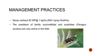 FINGER MILLET ROOT APHID( PEST OF FINGER MILLET) . pptx | PPTX ...