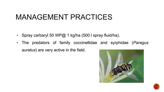 FINGER MILLET ROOT APHID( PEST OF FINGER MILLET) . pptx | PPTX ...
