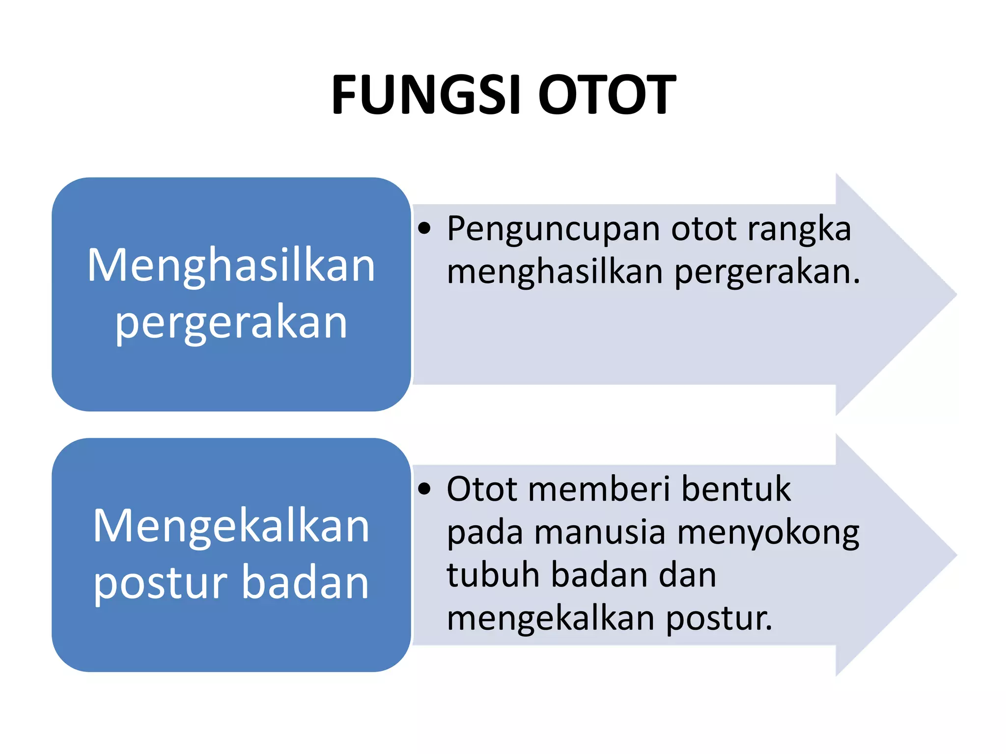 Pjm 3106 anatomi dan fisiologi-Sistem otot | PPTX