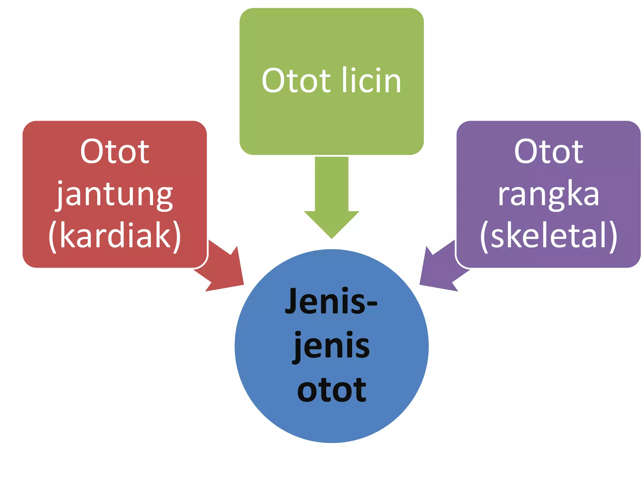 Pjm 3106 anatomi dan fisiologi-Sistem otot | PPTX