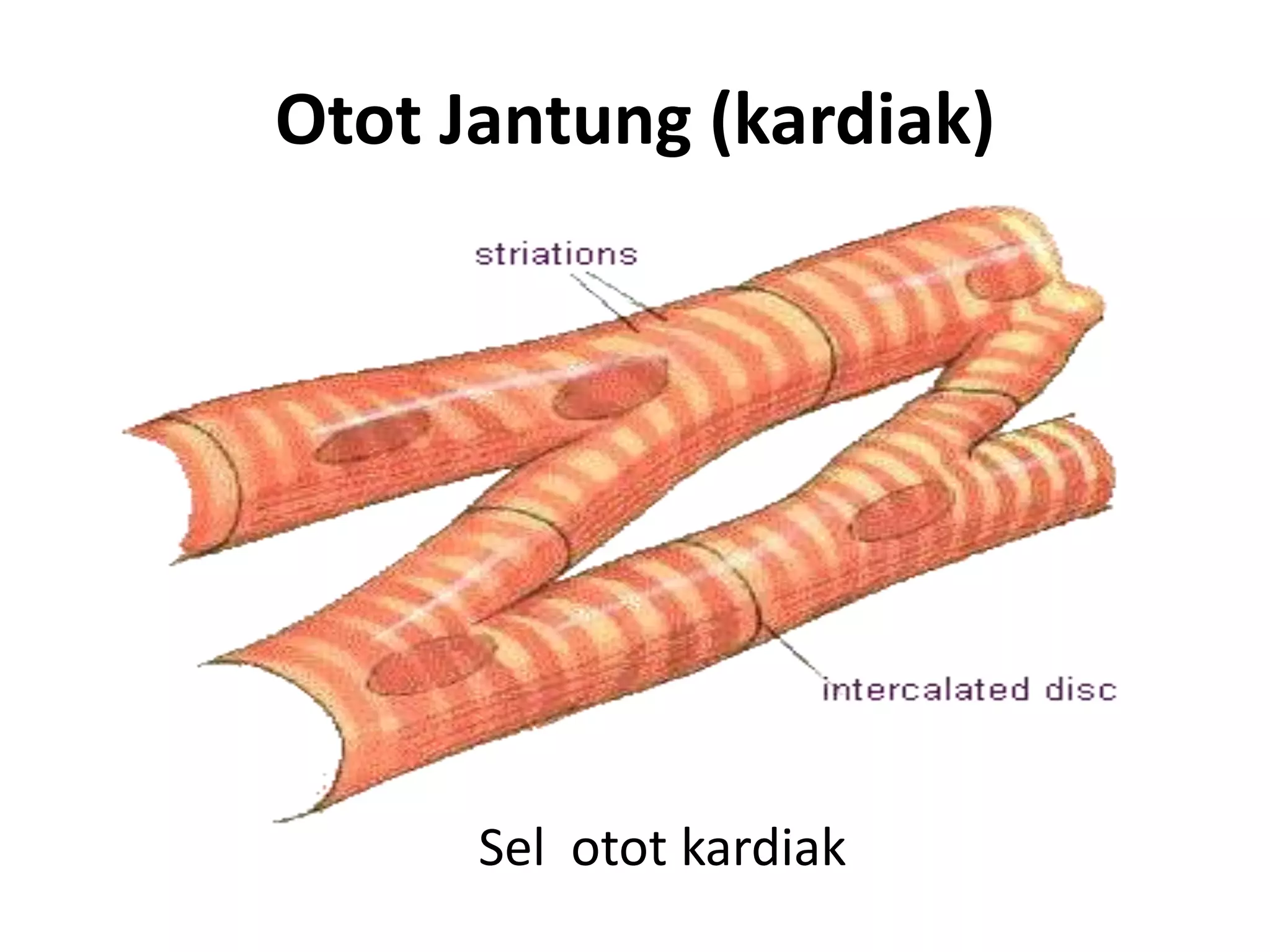 Pjm 3106 anatomi dan fisiologi-Sistem otot | PPTX