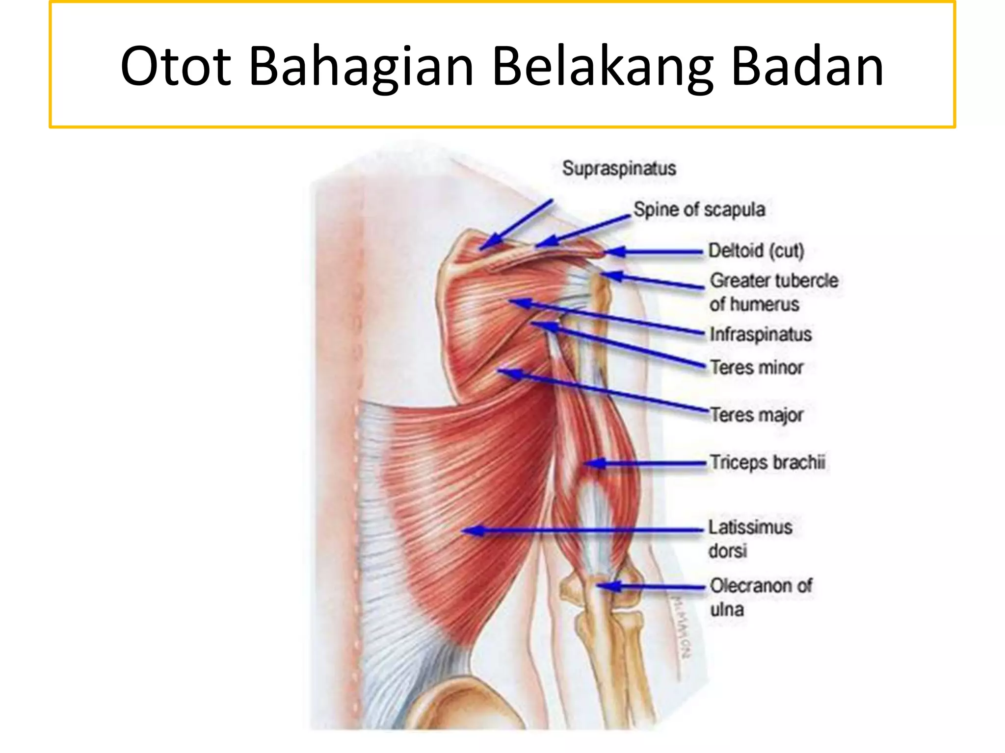Pjm 3106 anatomi dan fisiologi-Sistem otot | PPTX