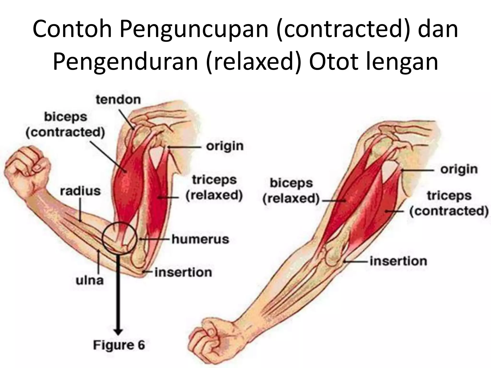 Pjm 3106 anatomi dan fisiologi-Sistem otot | PPTX