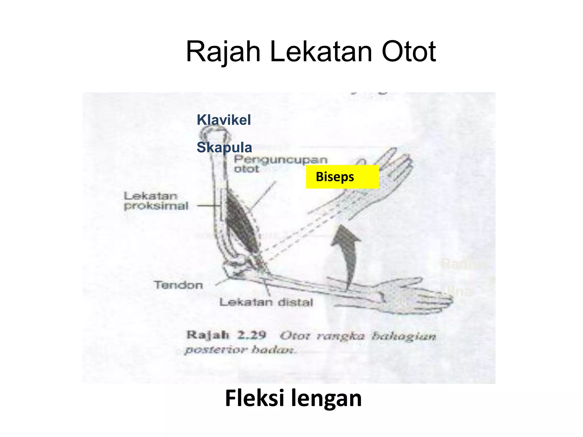 Pjm 3106 anatomi dan fisiologi-Sistem otot | PPTX