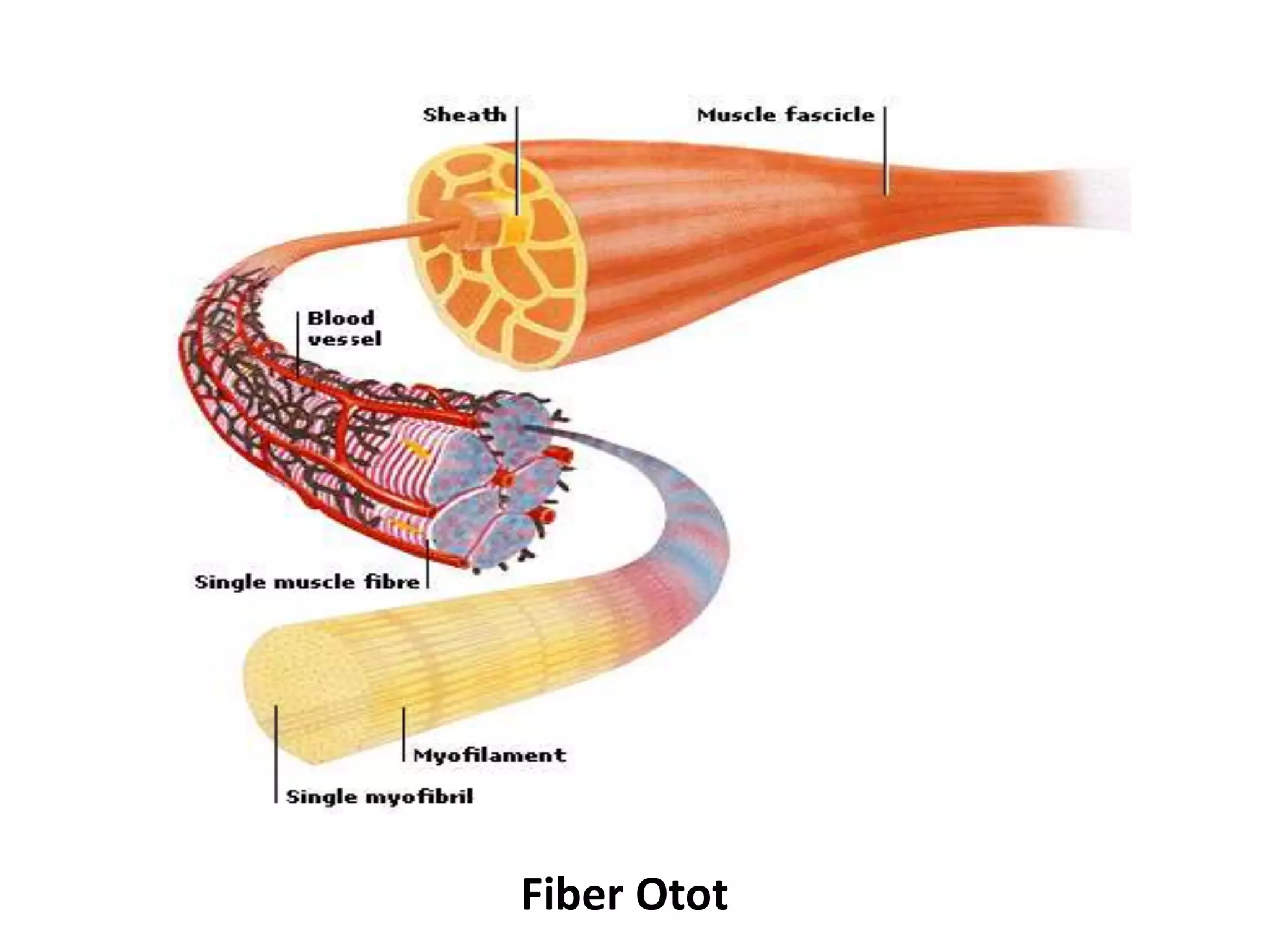 Pjm 3106 anatomi dan fisiologi-Sistem otot | PPTX