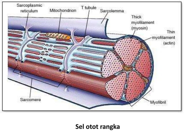 Pjm 3106 anatomi dan fisiologi-Sistem otot | PPTX
